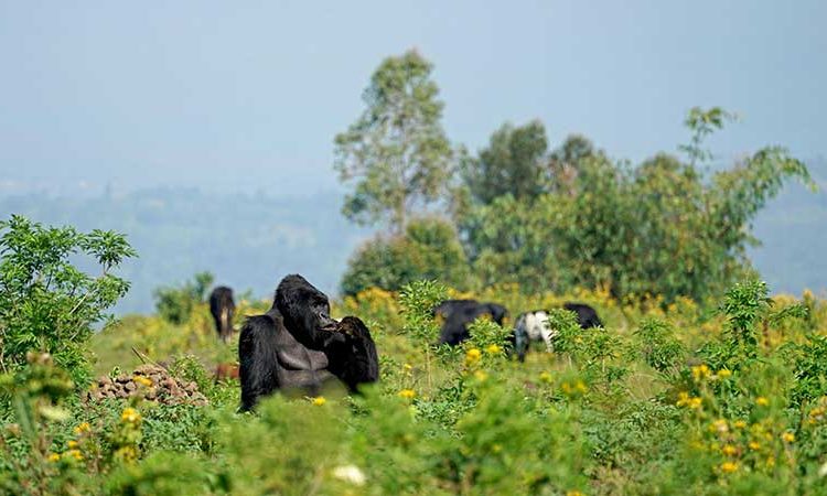 Congo National Parks, Important Attractions & Tourism Places