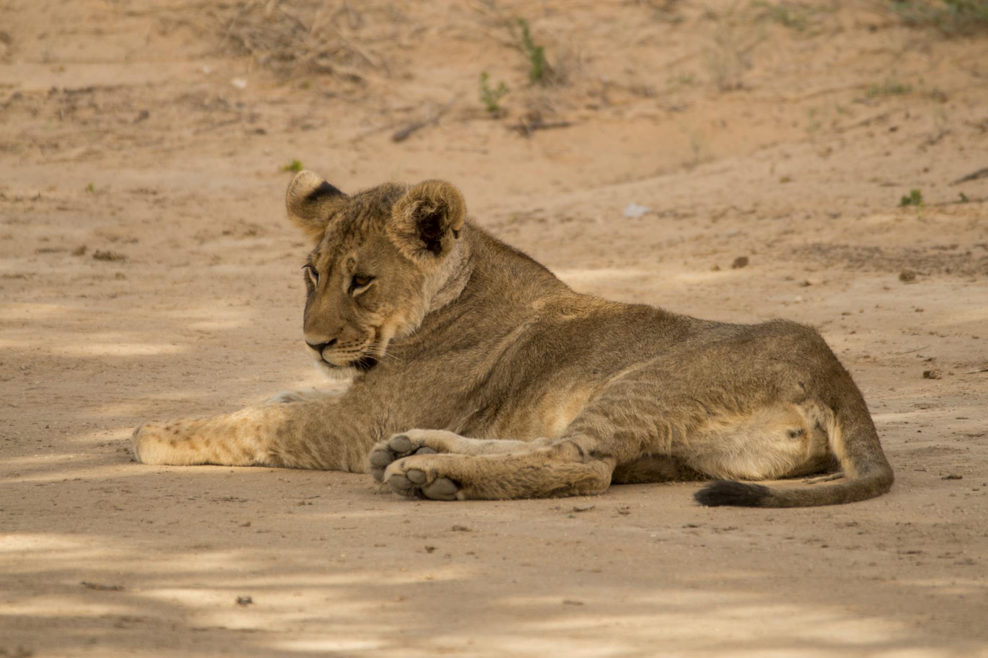 Characteristics of Lions | Key Traits & Behaviors